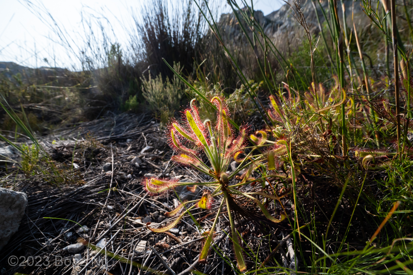 Drosera ramentacea species profile - Fierce Flora