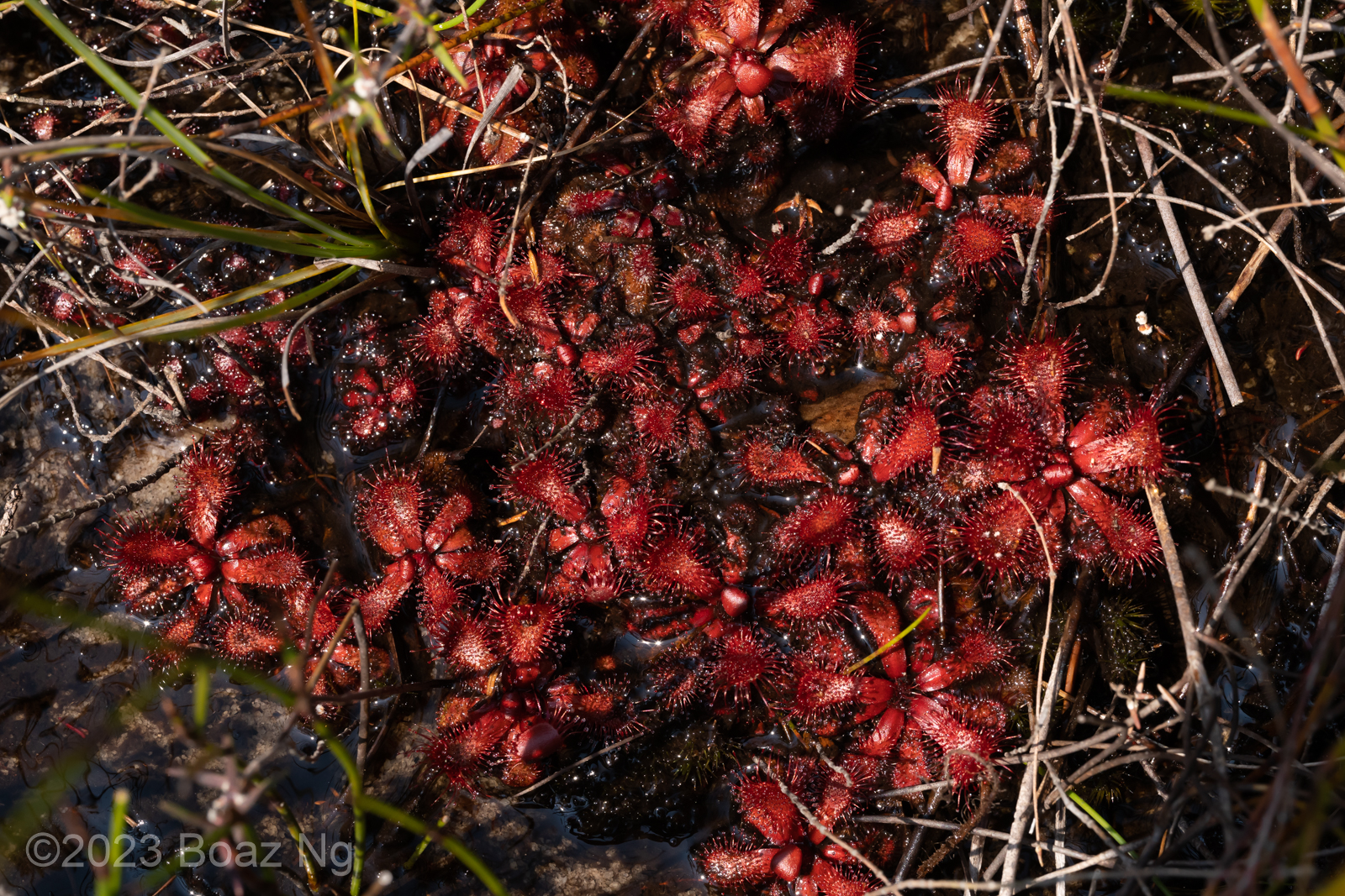 Drosera slackii species profile - Fierce Flora