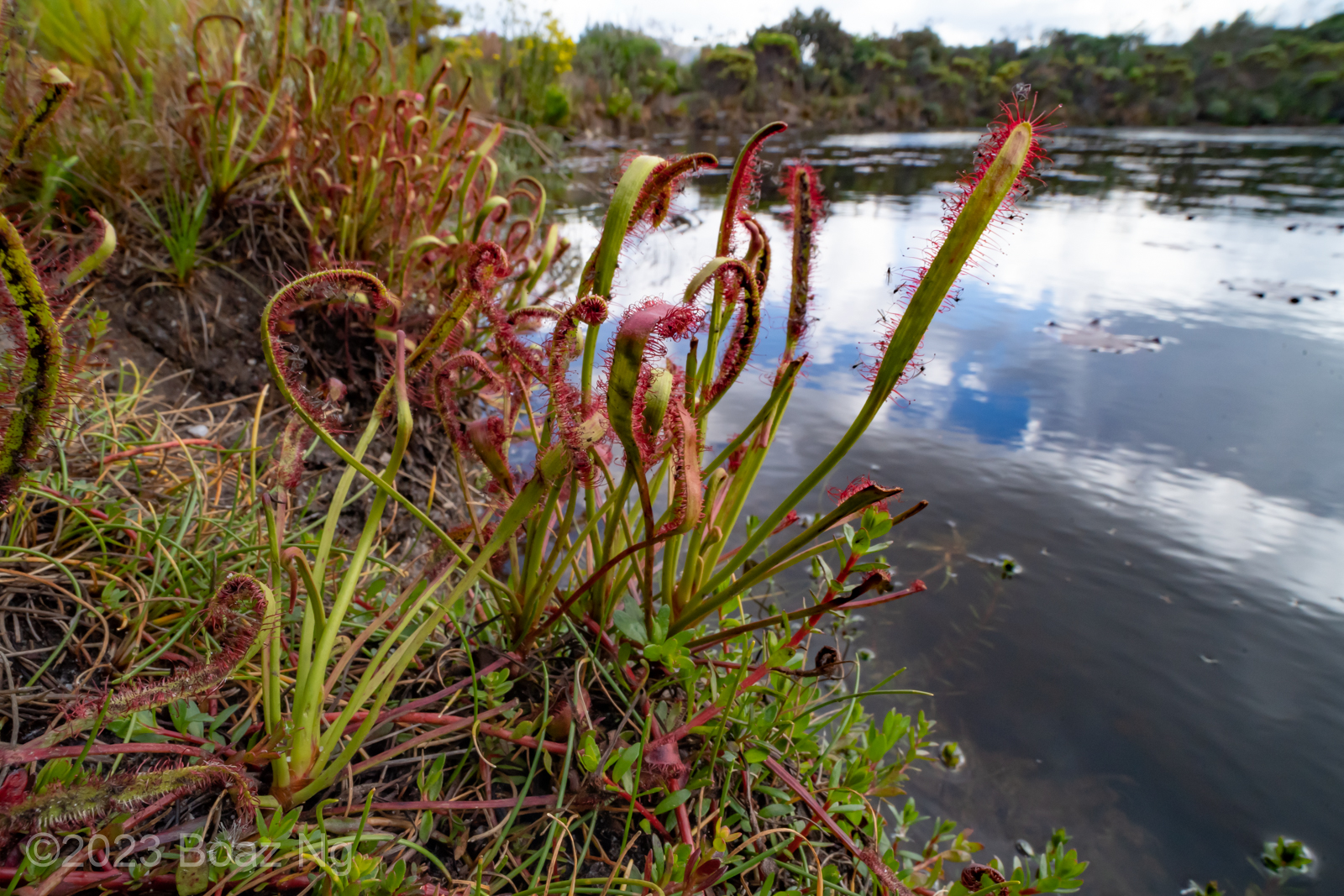 Drosera capensis in the wild - Fierce Flora