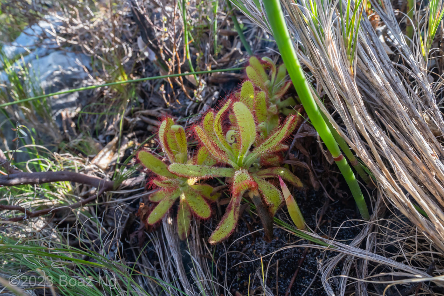 Drosera hilaris species profile - Fierce Flora