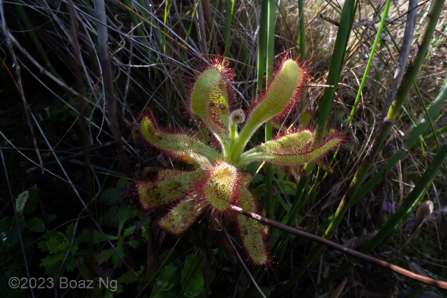 Drosera hilaris species profile - Fierce Flora