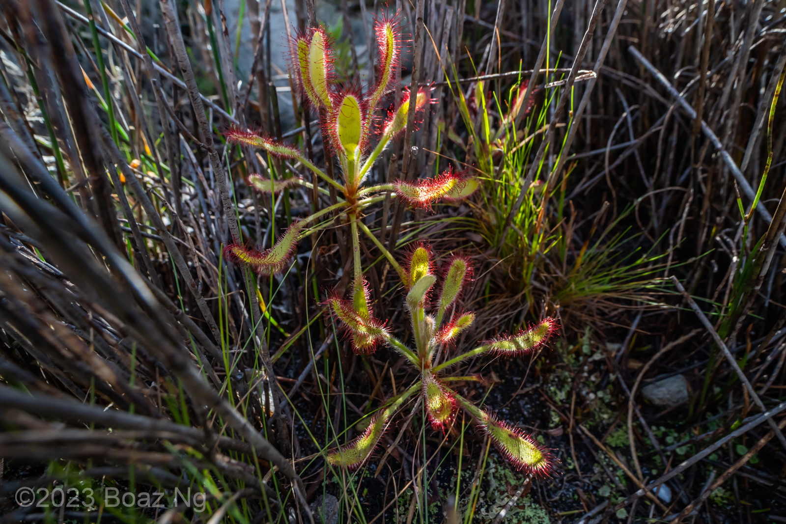Drosera ramentacea species profile - Fierce Flora