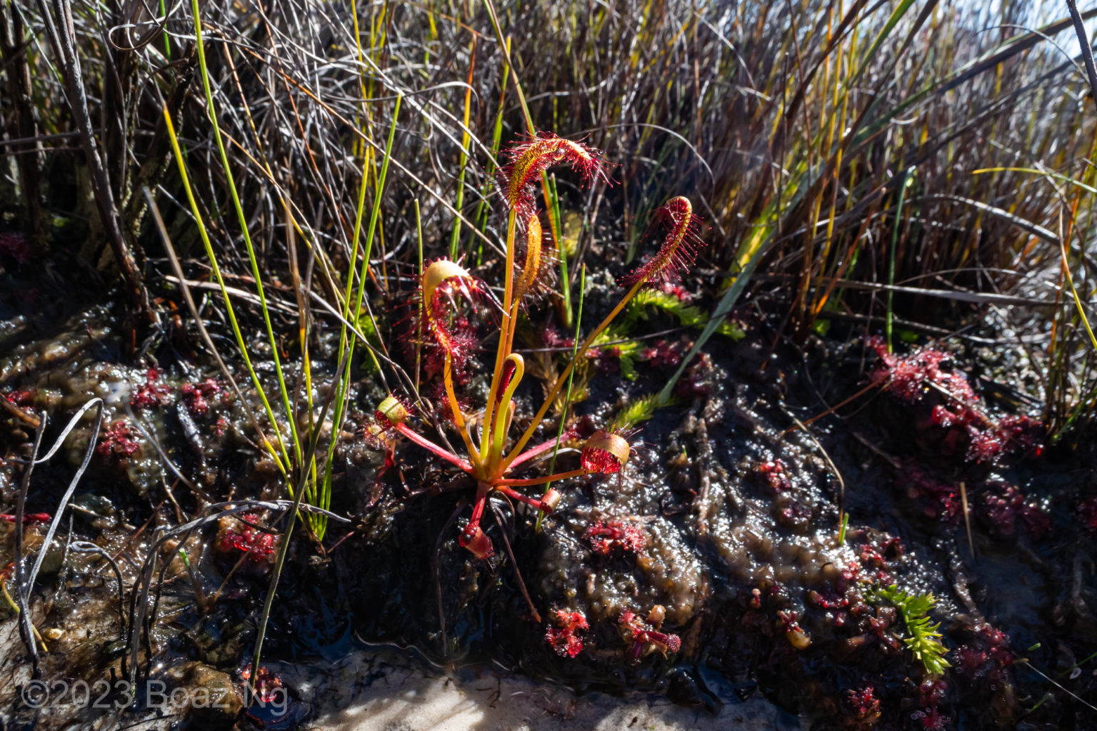 Drosera capensis in the wild - Fierce Flora