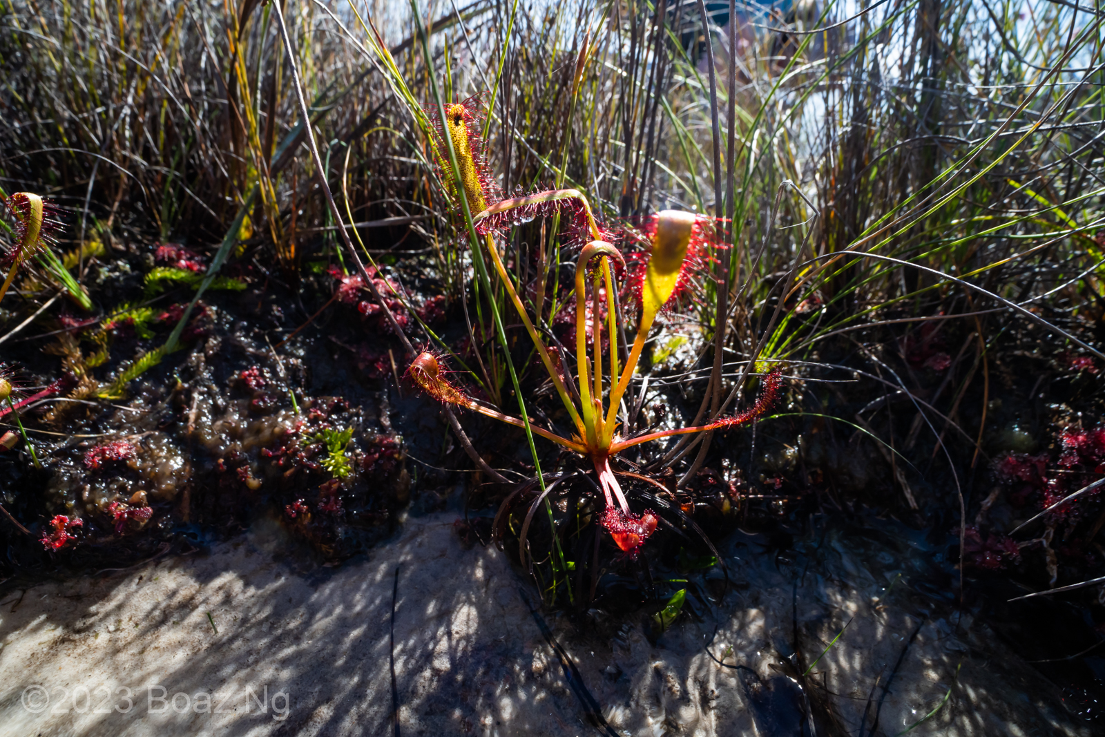 Drosera capensis in the wild - Fierce Flora