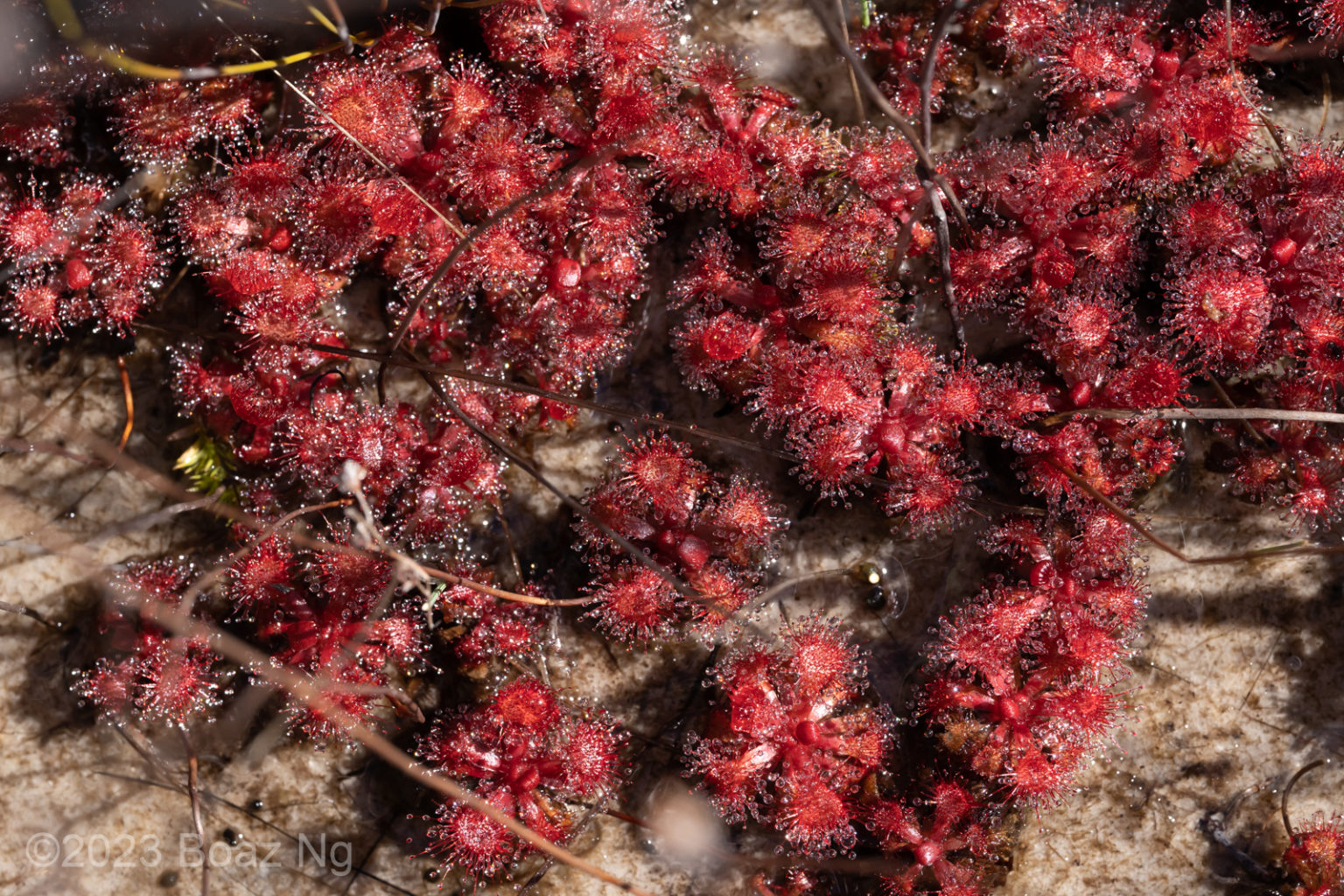 Drosera rubrifolia species profile - Fierce Flora