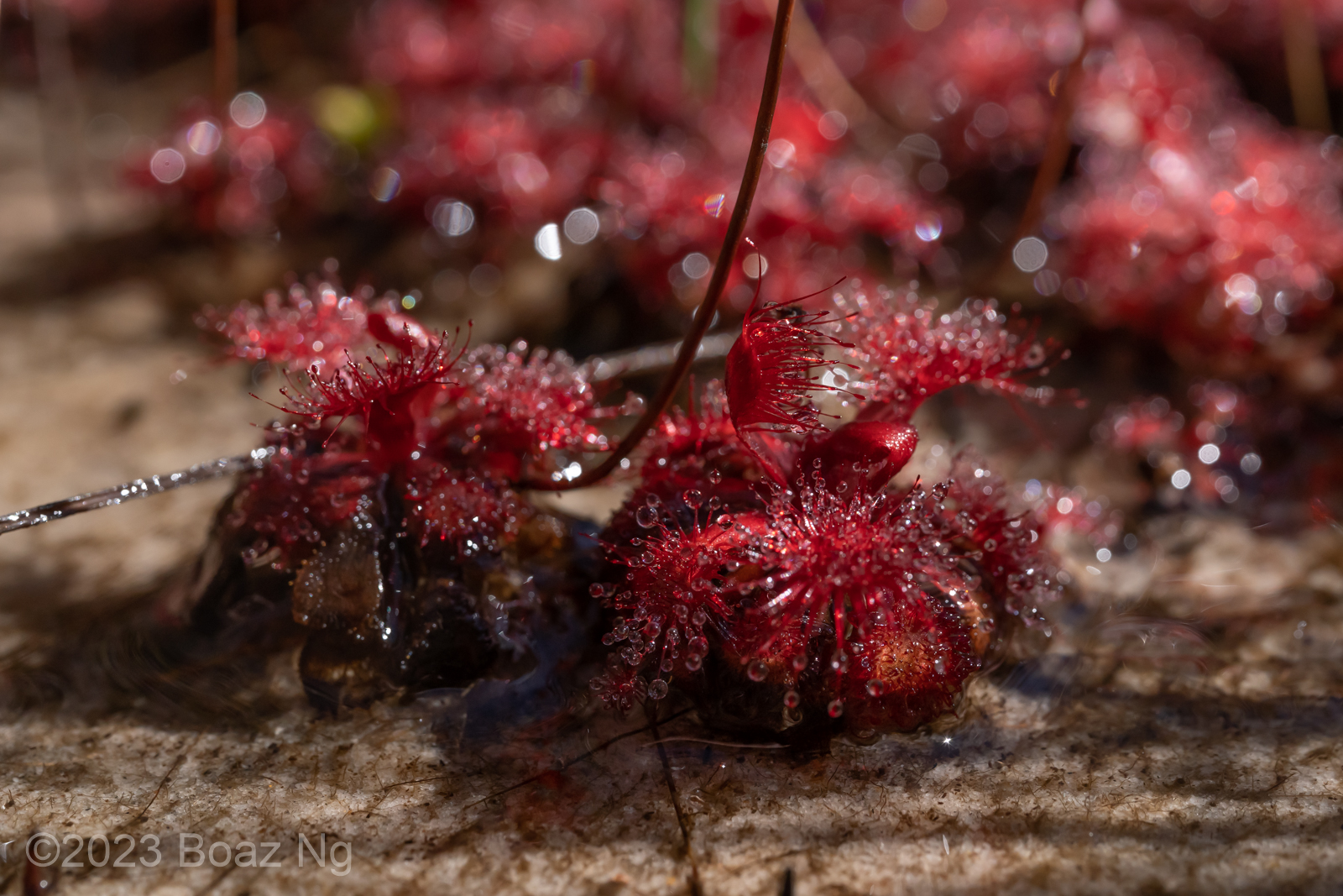 Drosera rubrifolia species profile - Fierce Flora