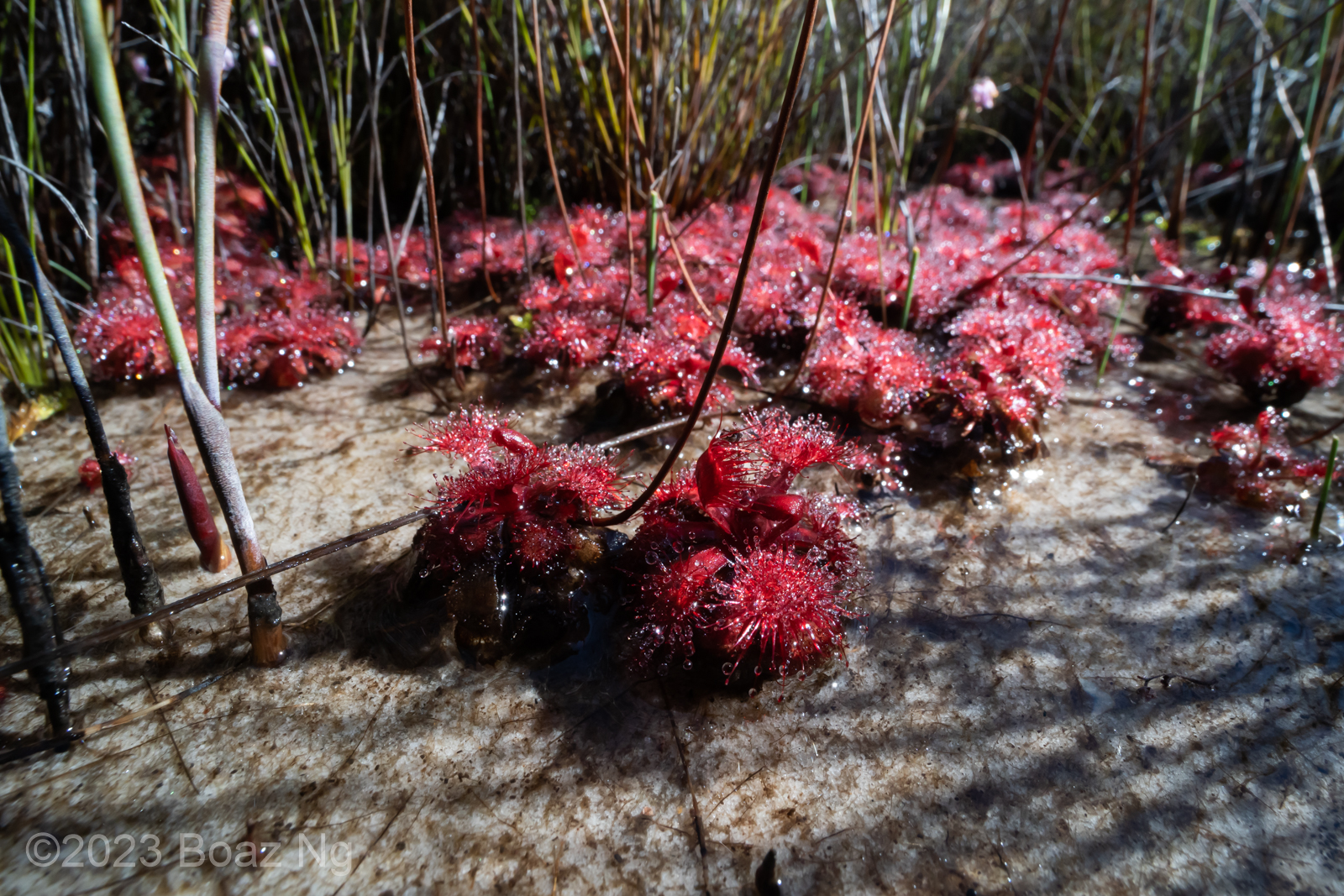 Drosera rubrifolia species profile - Fierce Flora