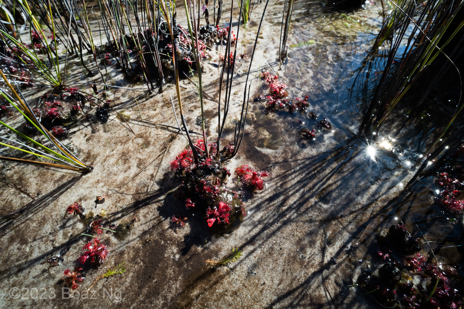 Drosera rubrifolia species profile - Fierce Flora