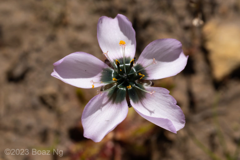 Drosera variegata species profile - Fierce Flora