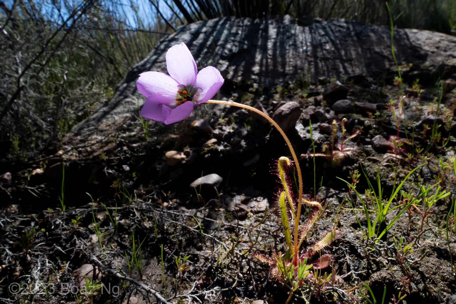 Drosera variegata species profile - Fierce Flora