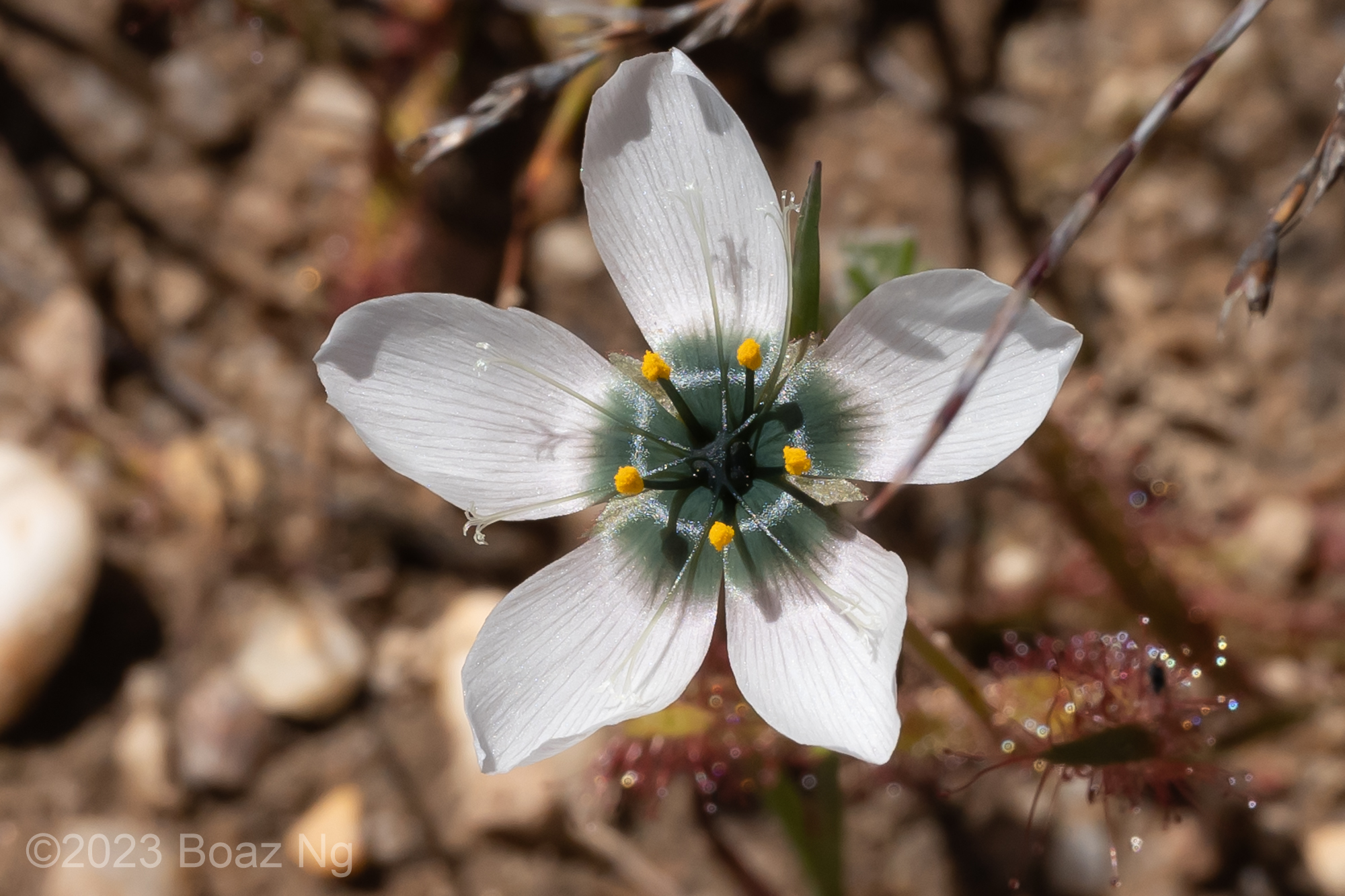 Drosera variegata species profile - Fierce Flora