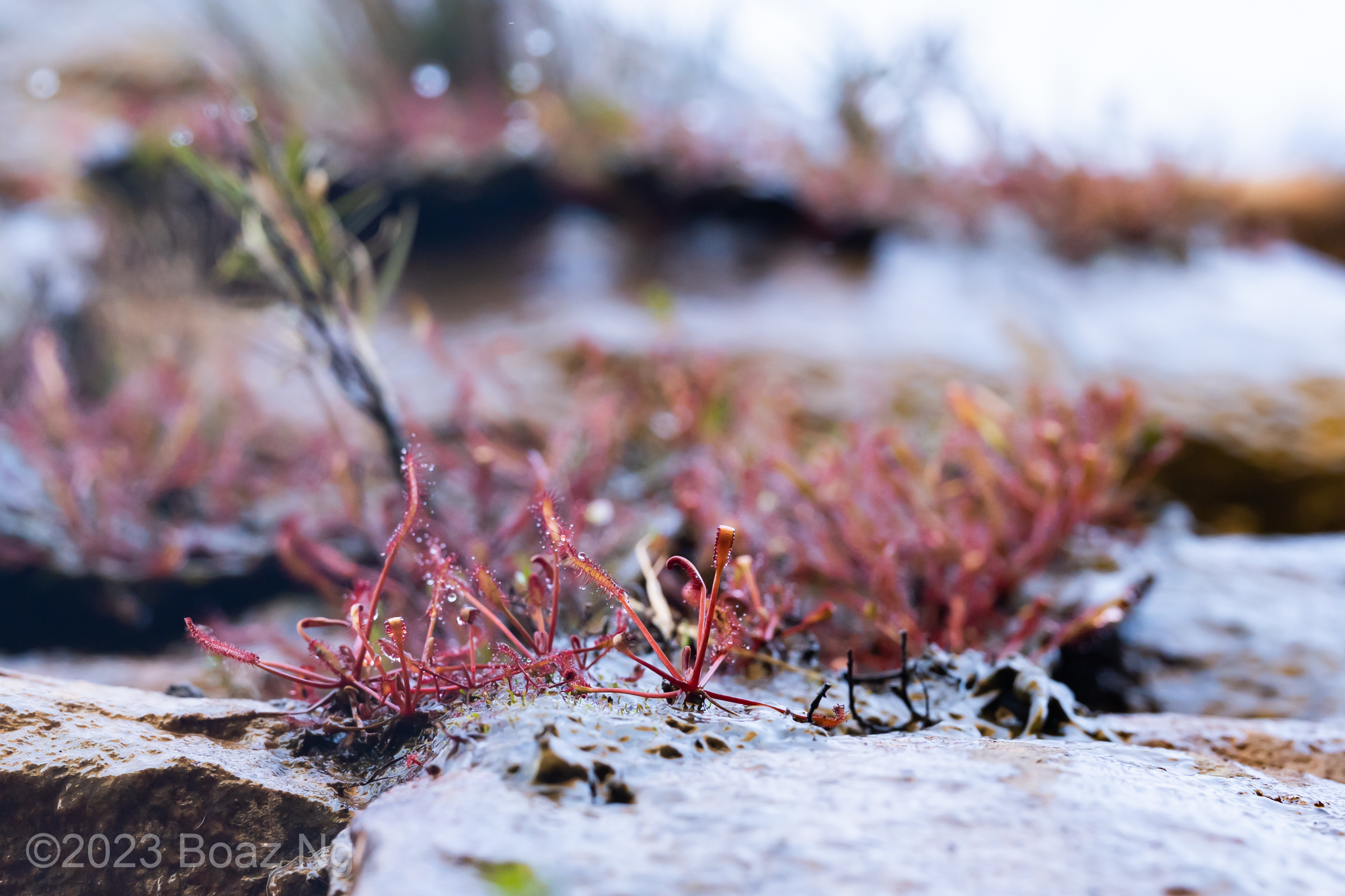 Drosera capensis in the wild - Fierce Flora