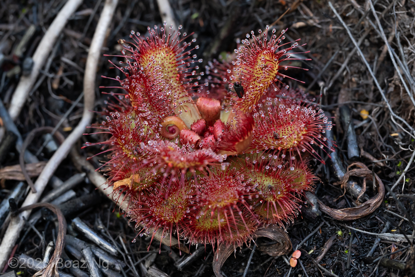 Drosera slackii species profile - Fierce Flora