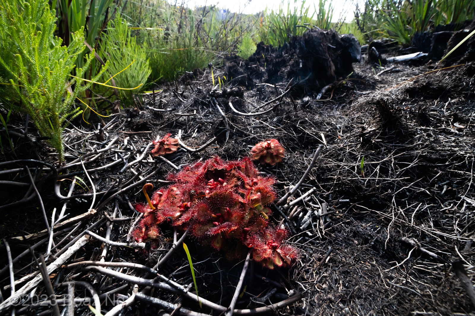 Drosera slackii species profile - Fierce Flora