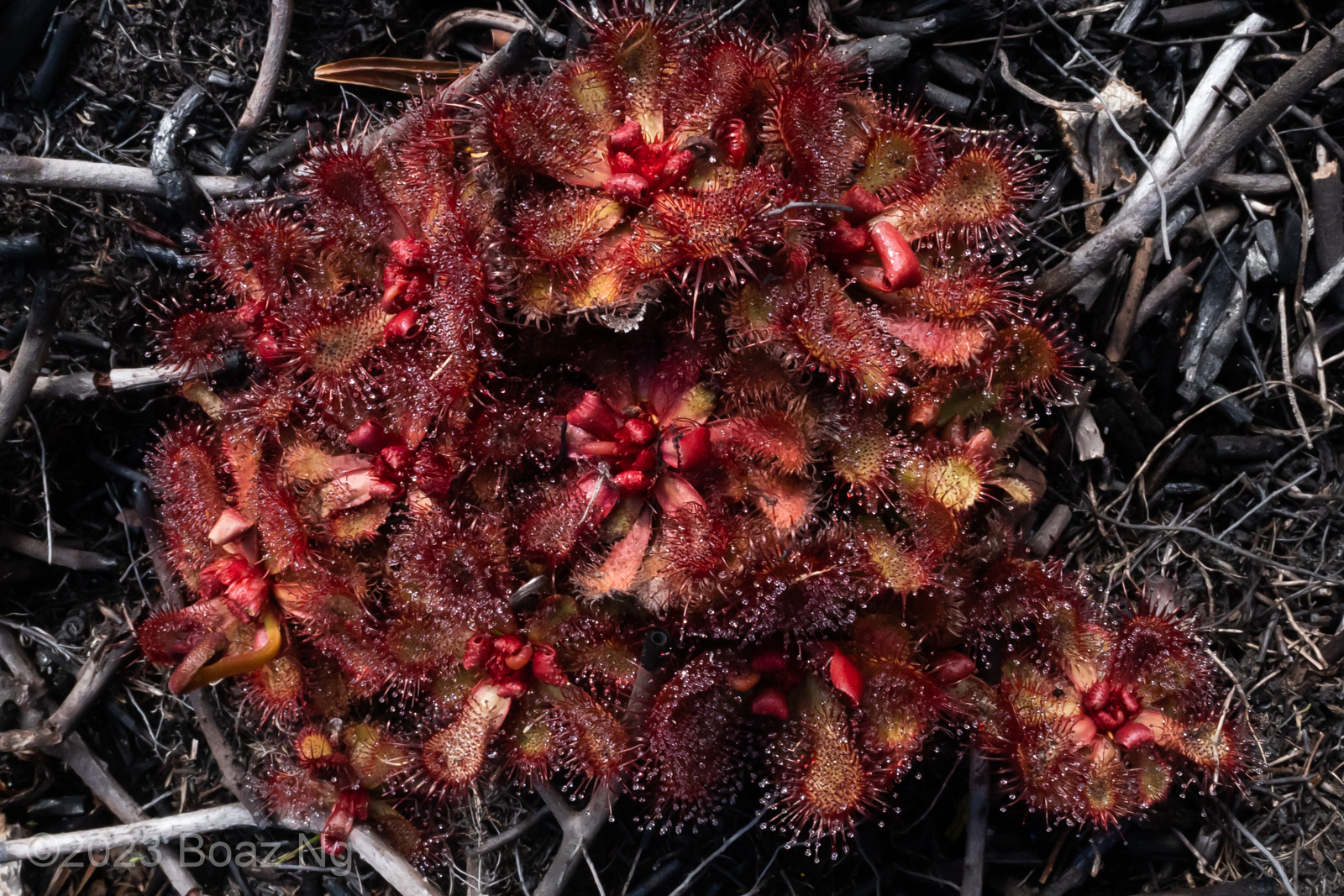 Drosera slackii species profile - Fierce Flora