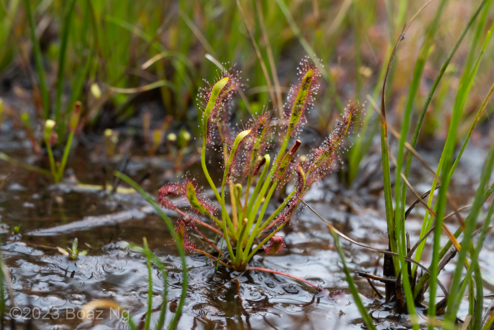 Drosera capensis in the wild - Fierce Flora