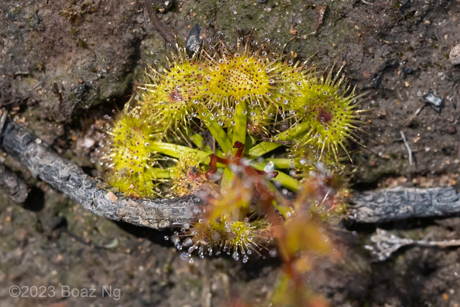 Drosera aff. gunniana 'East Coast Form' - Fierce Flora