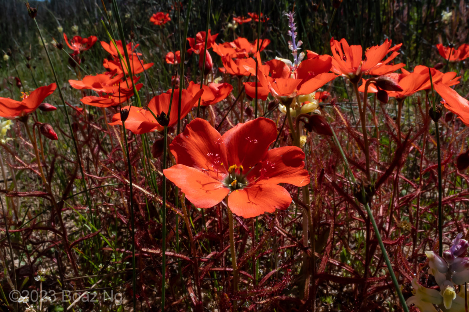 The red-flowered form of Drosera cistiflora - Fierce Flora