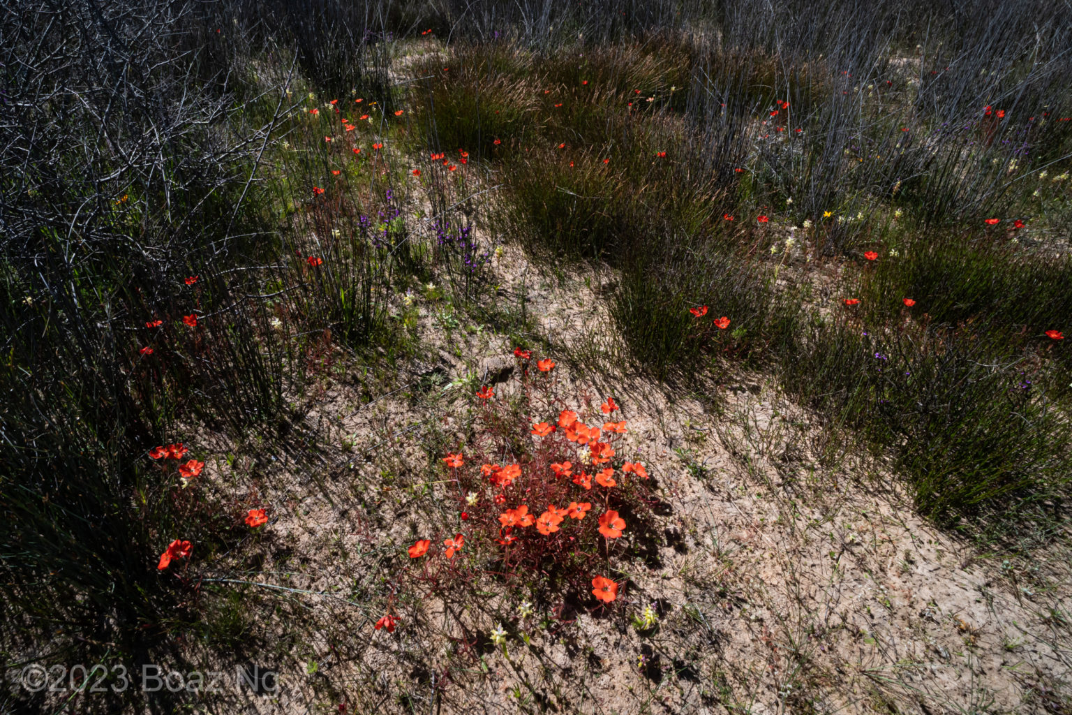 The red-flowered form of Drosera cistiflora - Fierce Flora