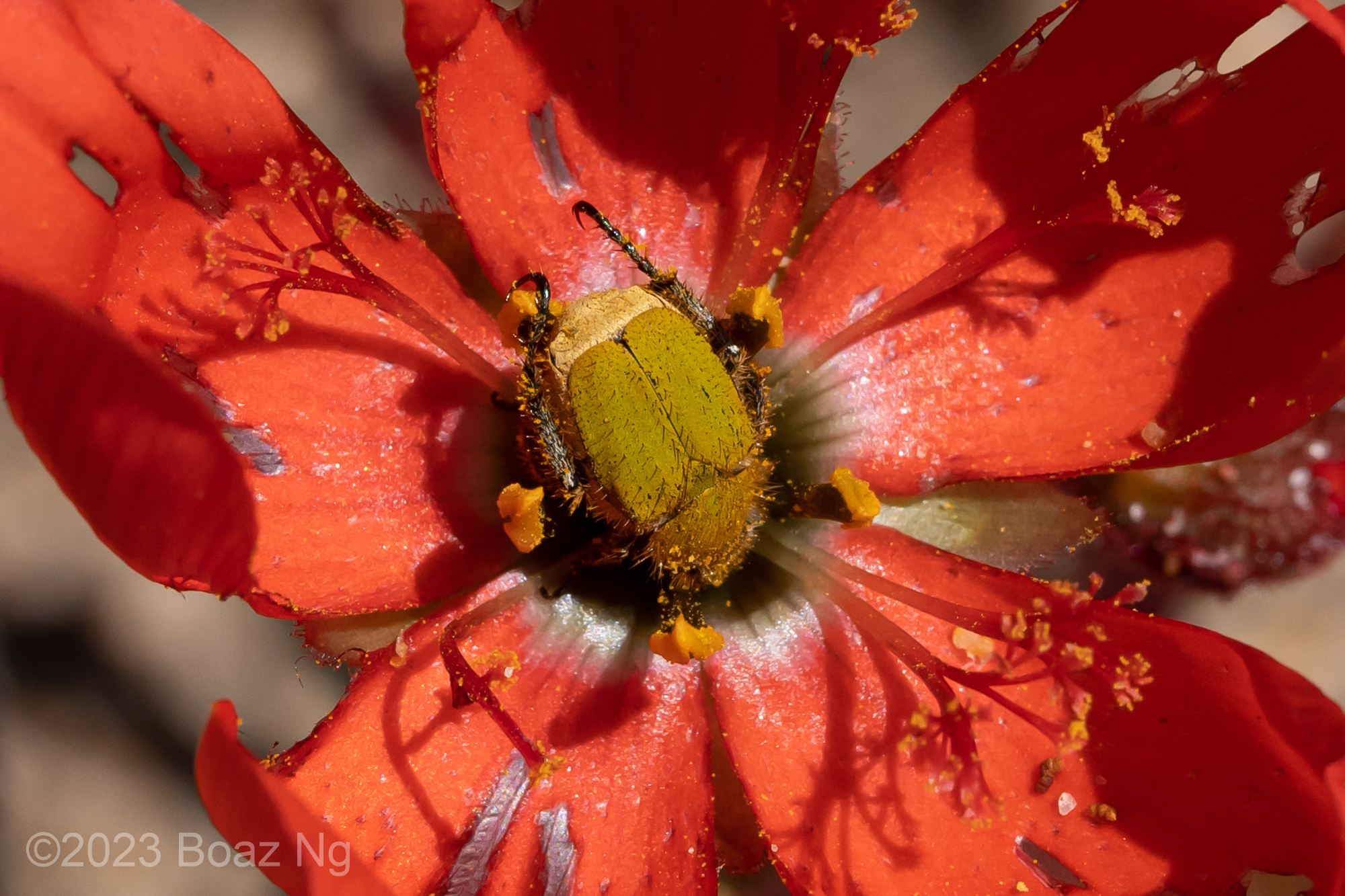 The red-flowered form of Drosera cistiflora - Fierce Flora
