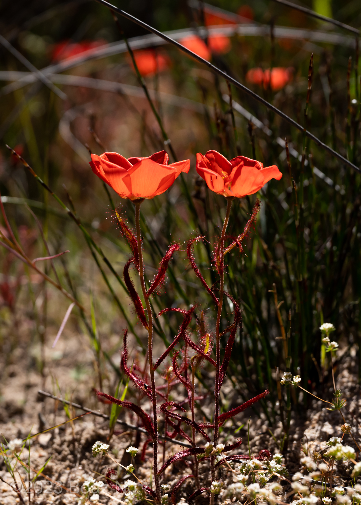 The red-flowered form of Drosera cistiflora - Fierce Flora