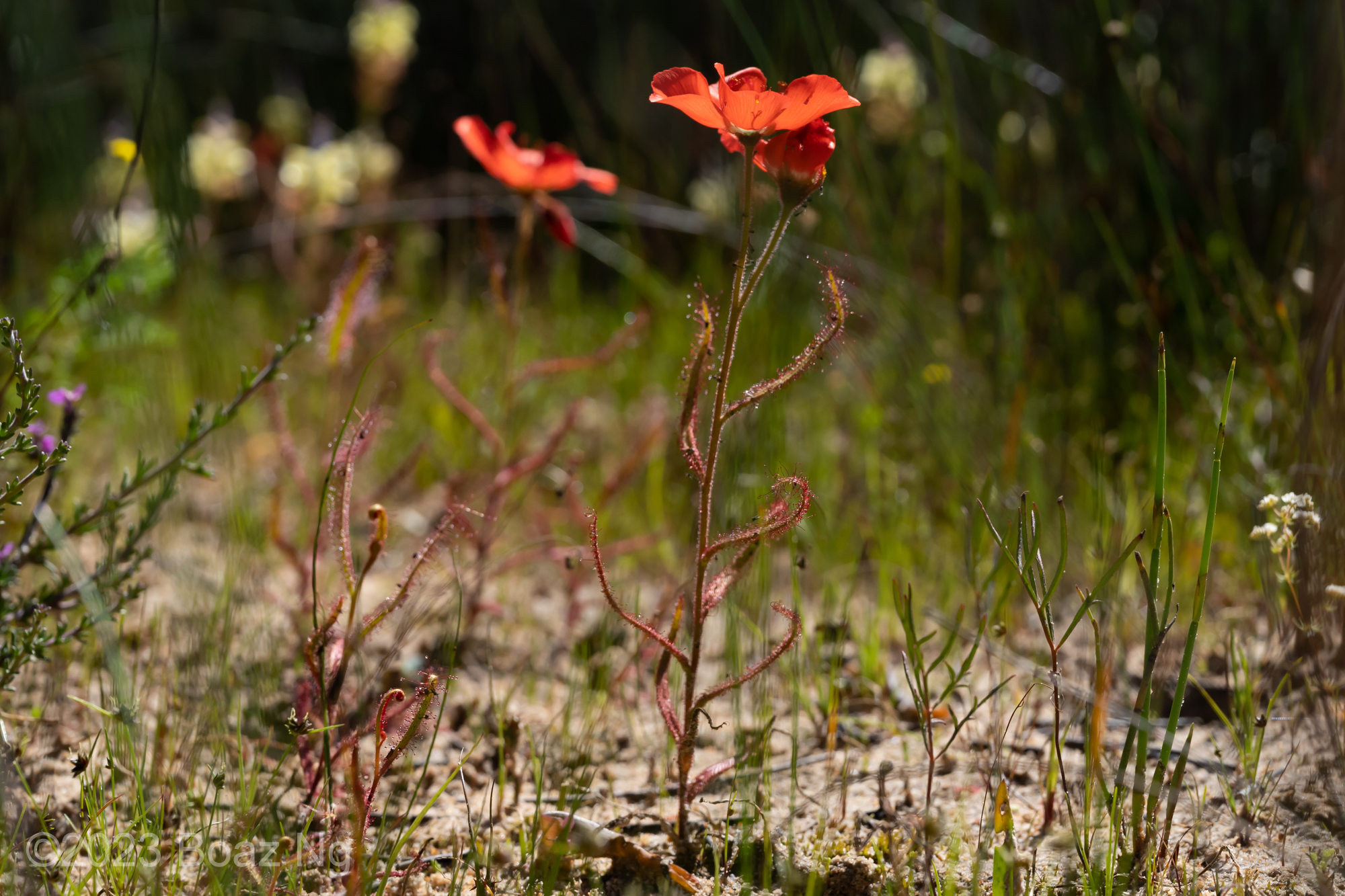 The red-flowered form of Drosera cistiflora - Fierce Flora