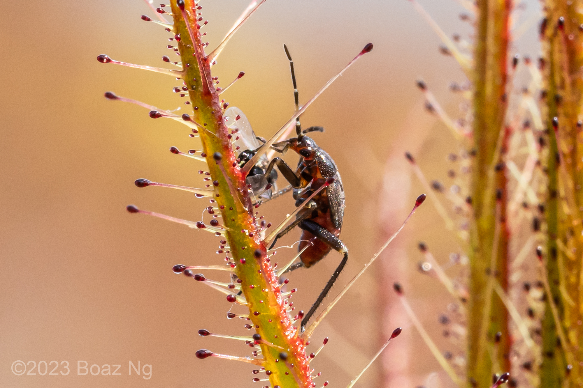 Roridula gorgonias Species Profile - Fierce Flora