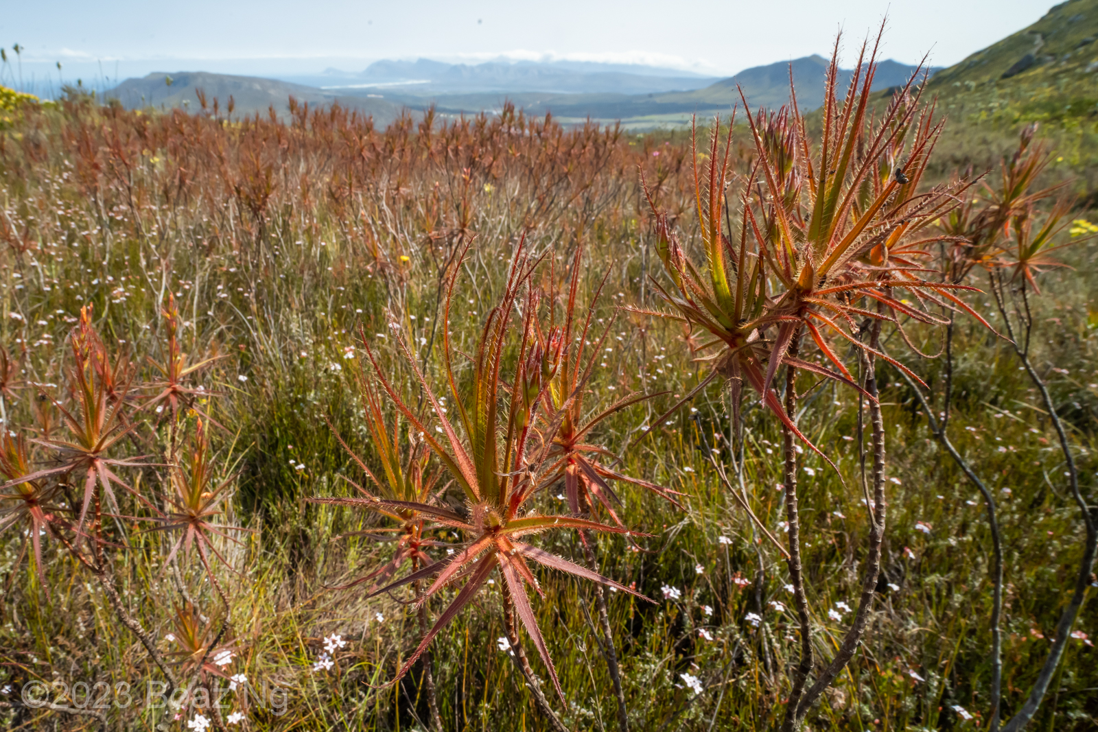 Roridula gorgonias Species Profile - Fierce Flora