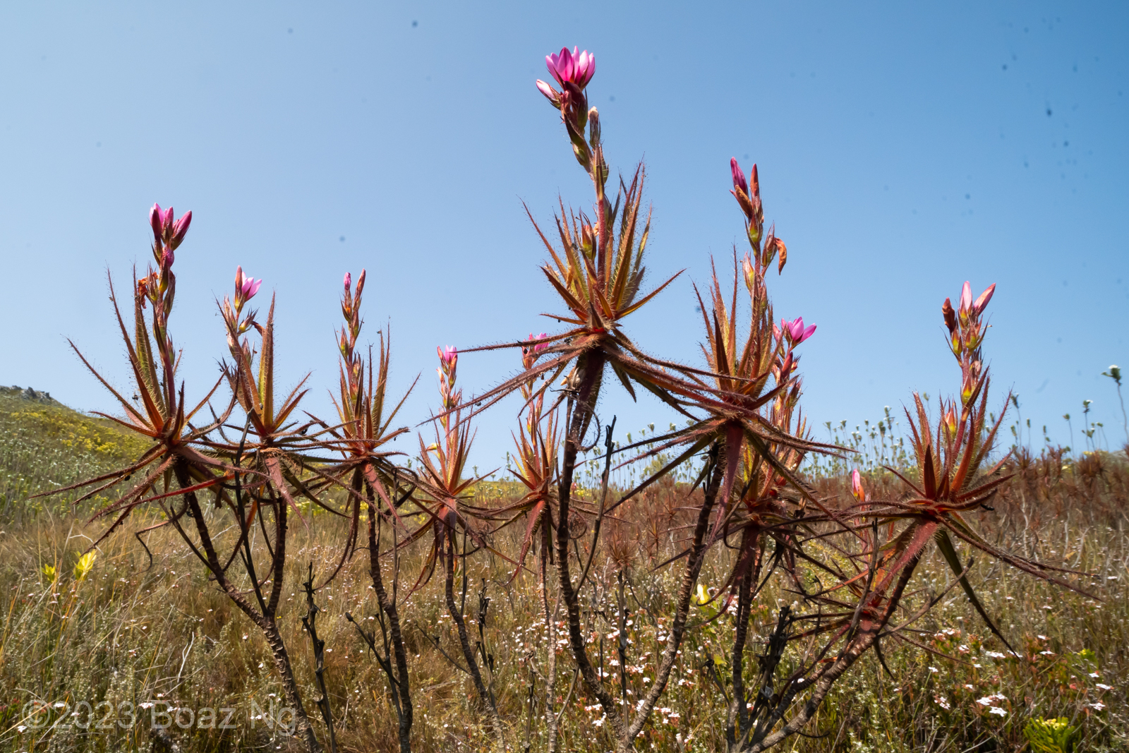 Roridula gorgonias Species Profile - Fierce Flora