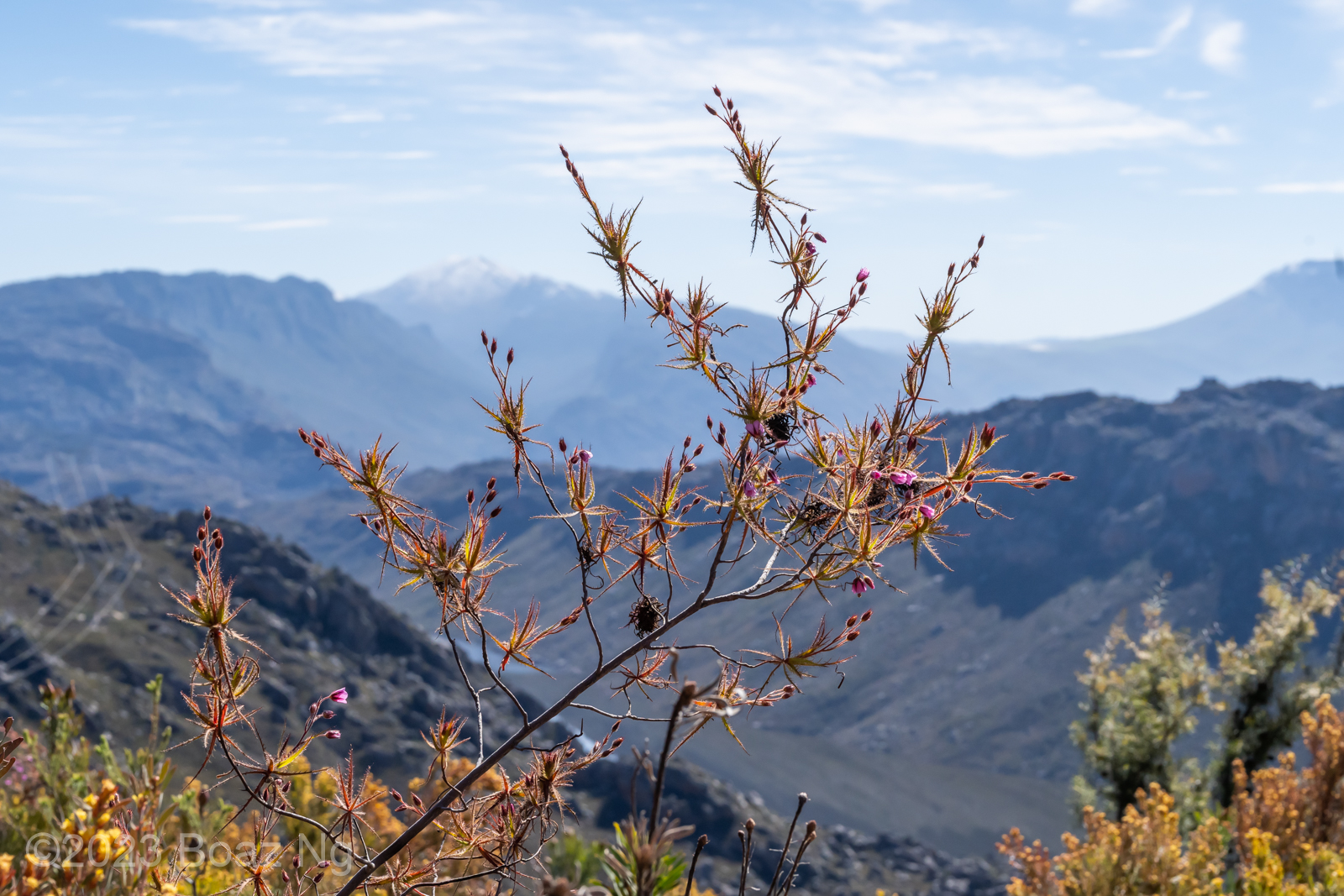 Roridula dentata Species Profile - Fierce Flora