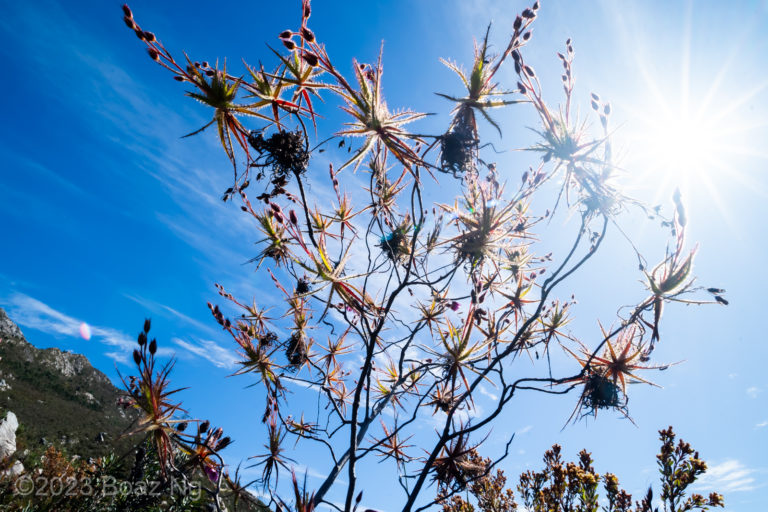 Fierce Flora - Wild Carnivorous Plants