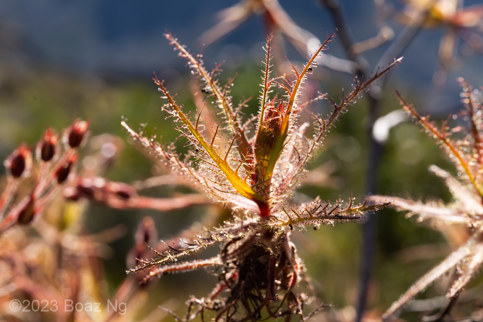 Roridula dentata Species Profile - Fierce Flora