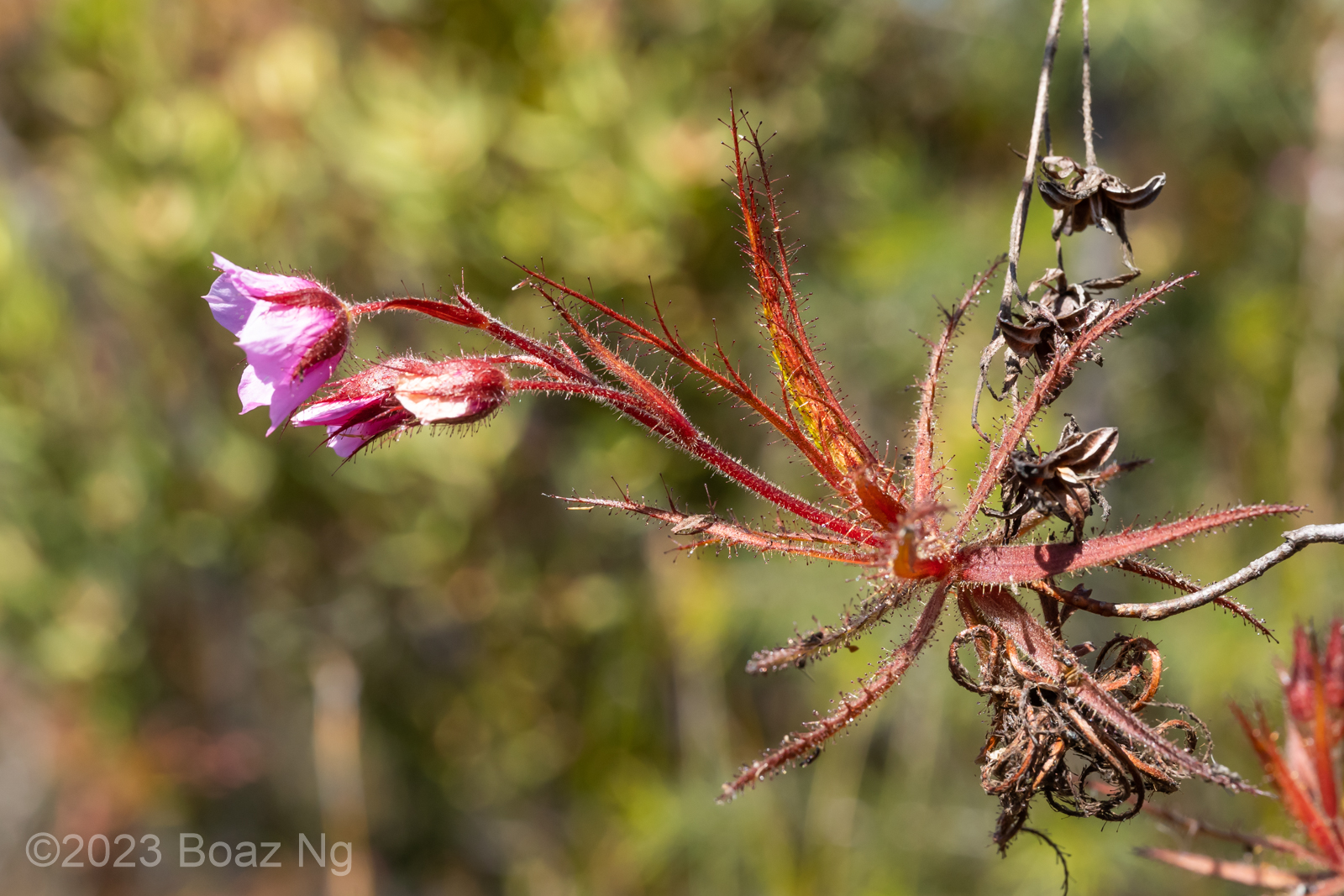 Roridula dentata Species Profile - Fierce Flora