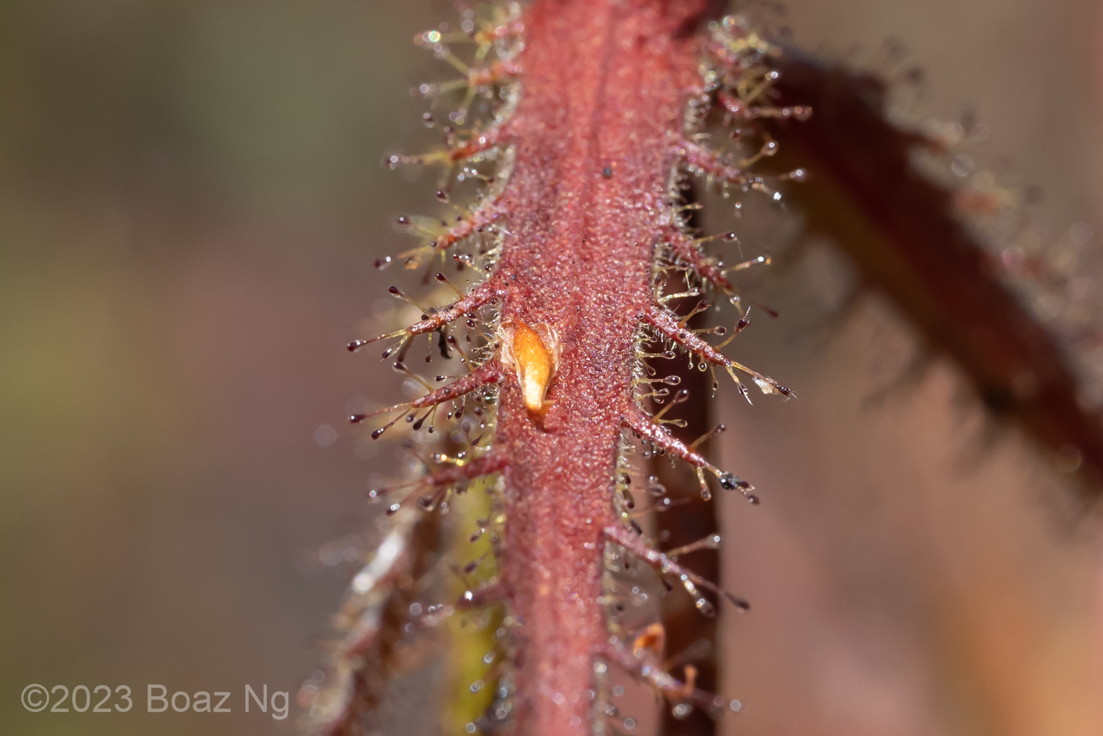 Roridula dentata Species Profile - Fierce Flora