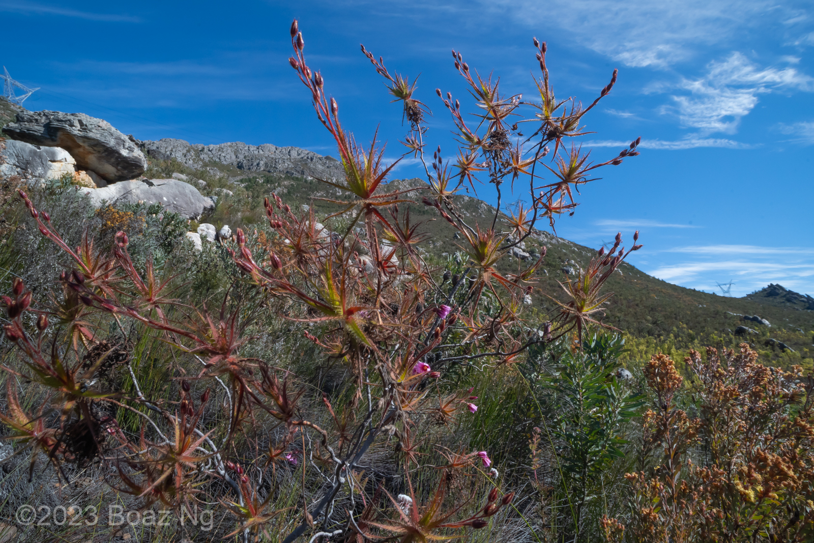 Roridula dentata Species Profile - Fierce Flora