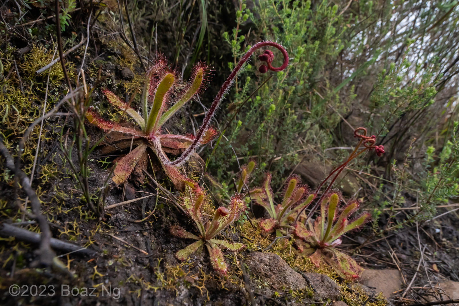 Drosera ericgreenii Species Profile - Fierce Flora