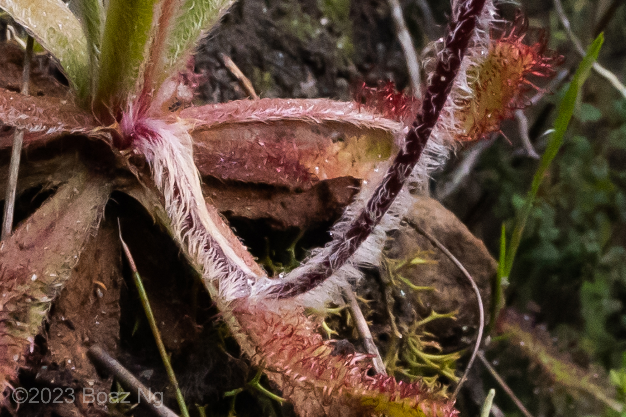 Drosera ericgreenii Species Profile - Fierce Flora