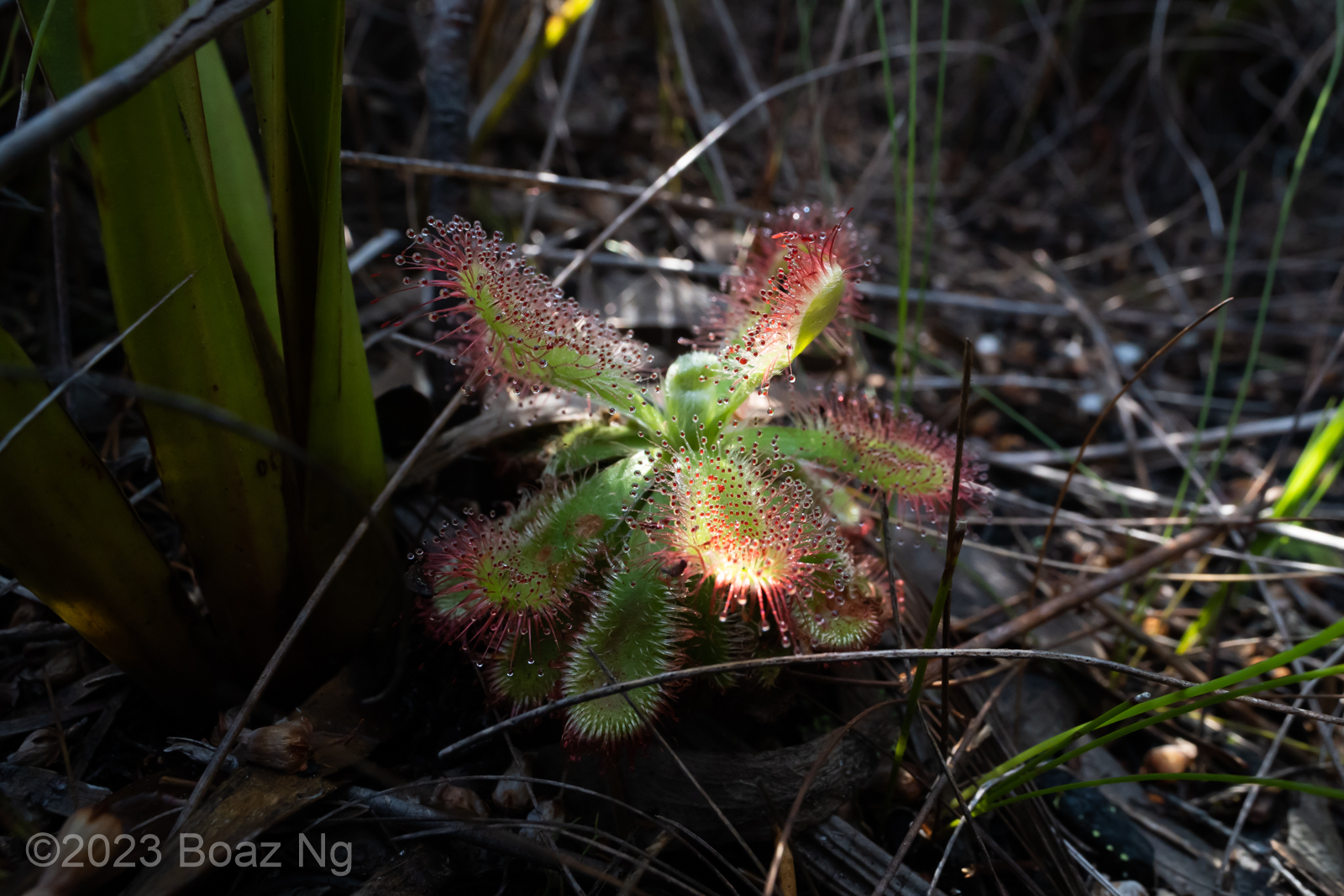 Drosera esterhuyseniae Species Profile - Fierce Flora