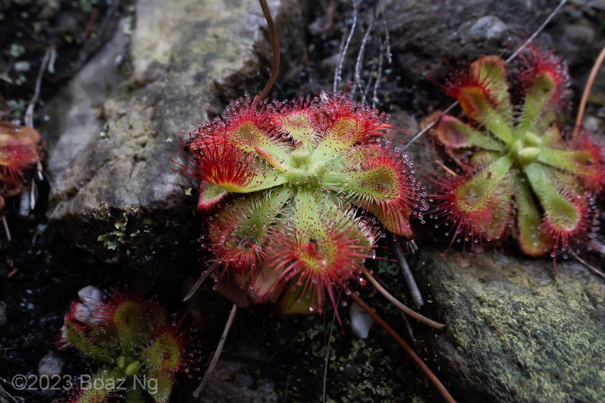 Drosera xerophila Species Profile - Fierce Flora