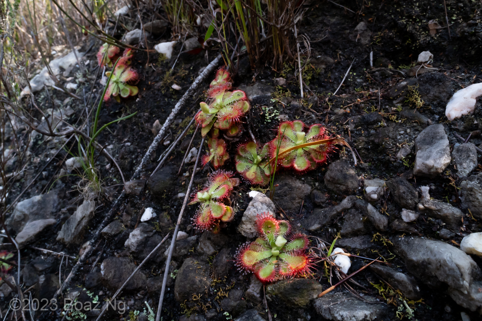 Drosera xerophila Species Profile - Fierce Flora