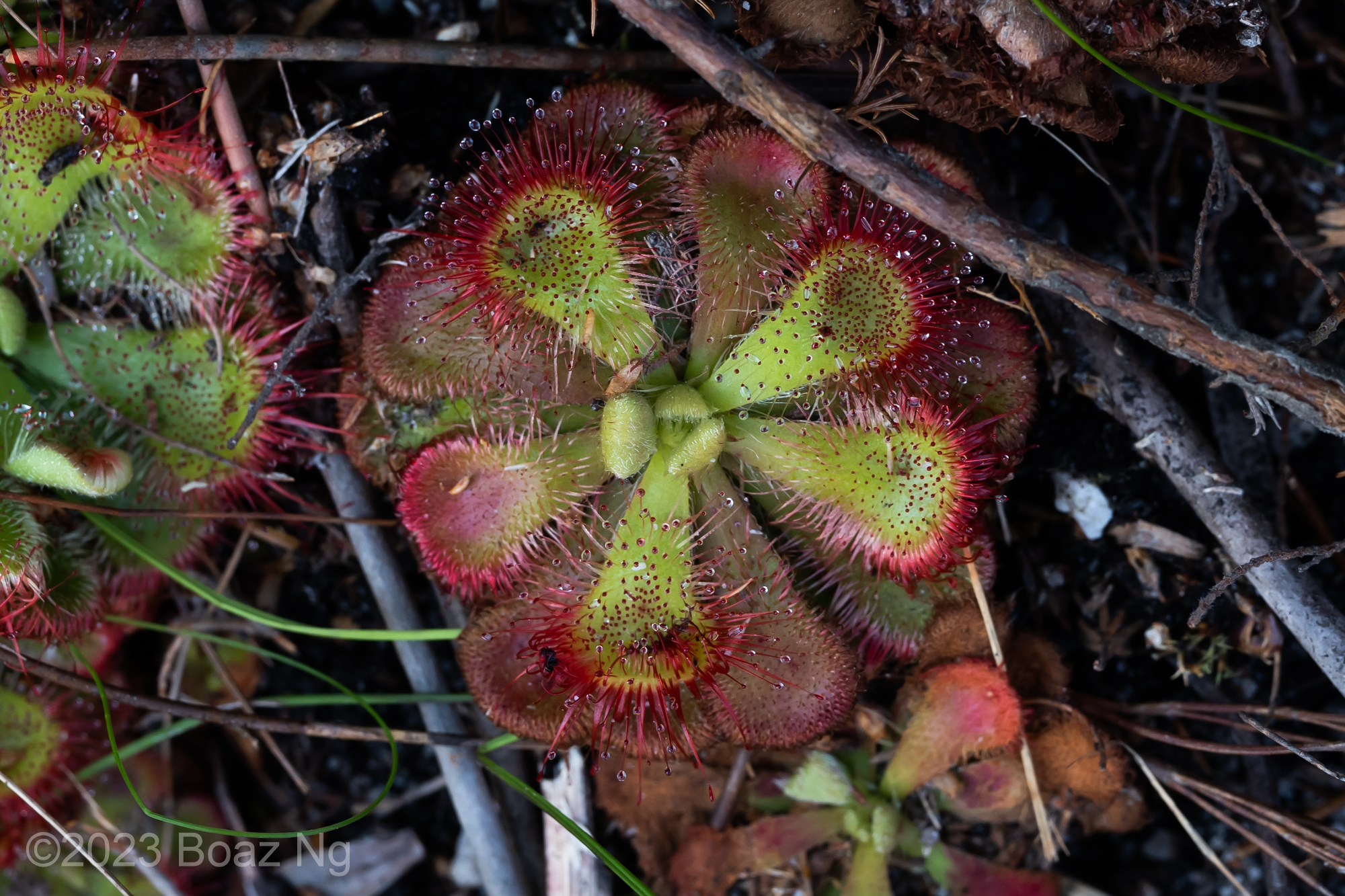 Drosera xerophila Species Profile - Fierce Flora