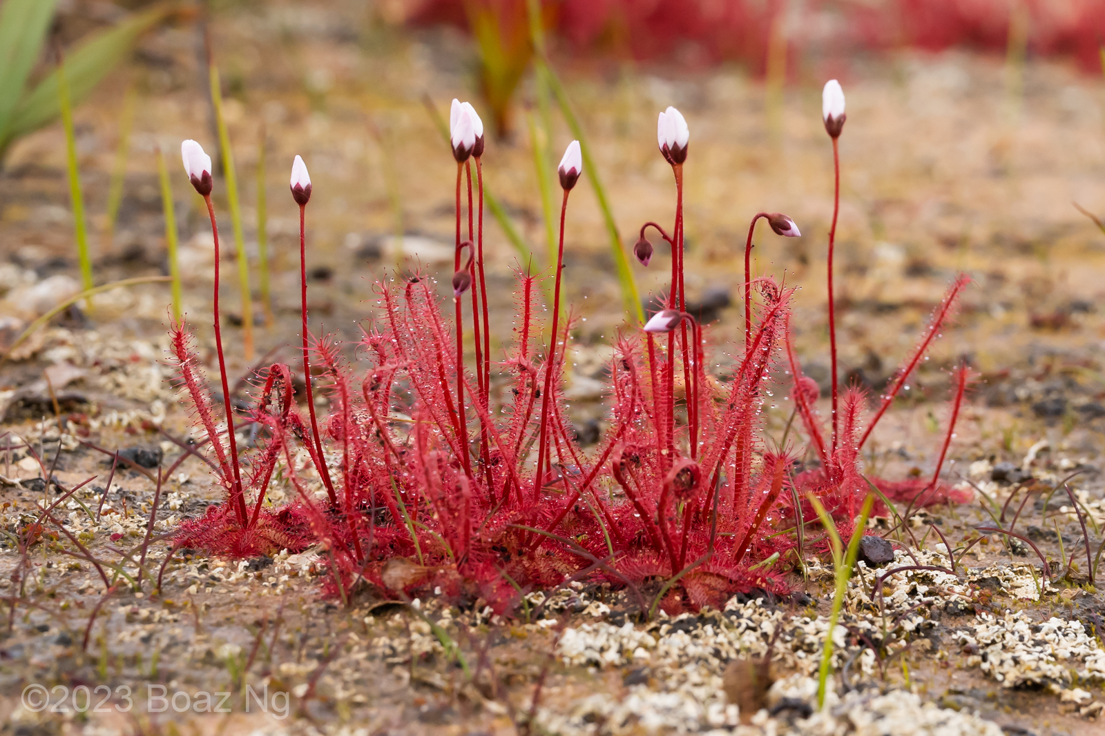 Drosera alba Species Profile - Fierce Flora