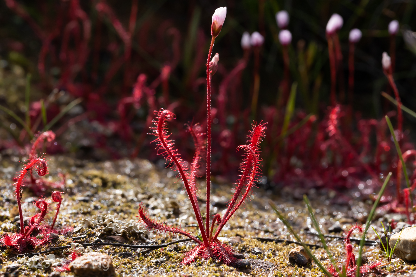 Drosera alba Species Profile - Fierce Flora