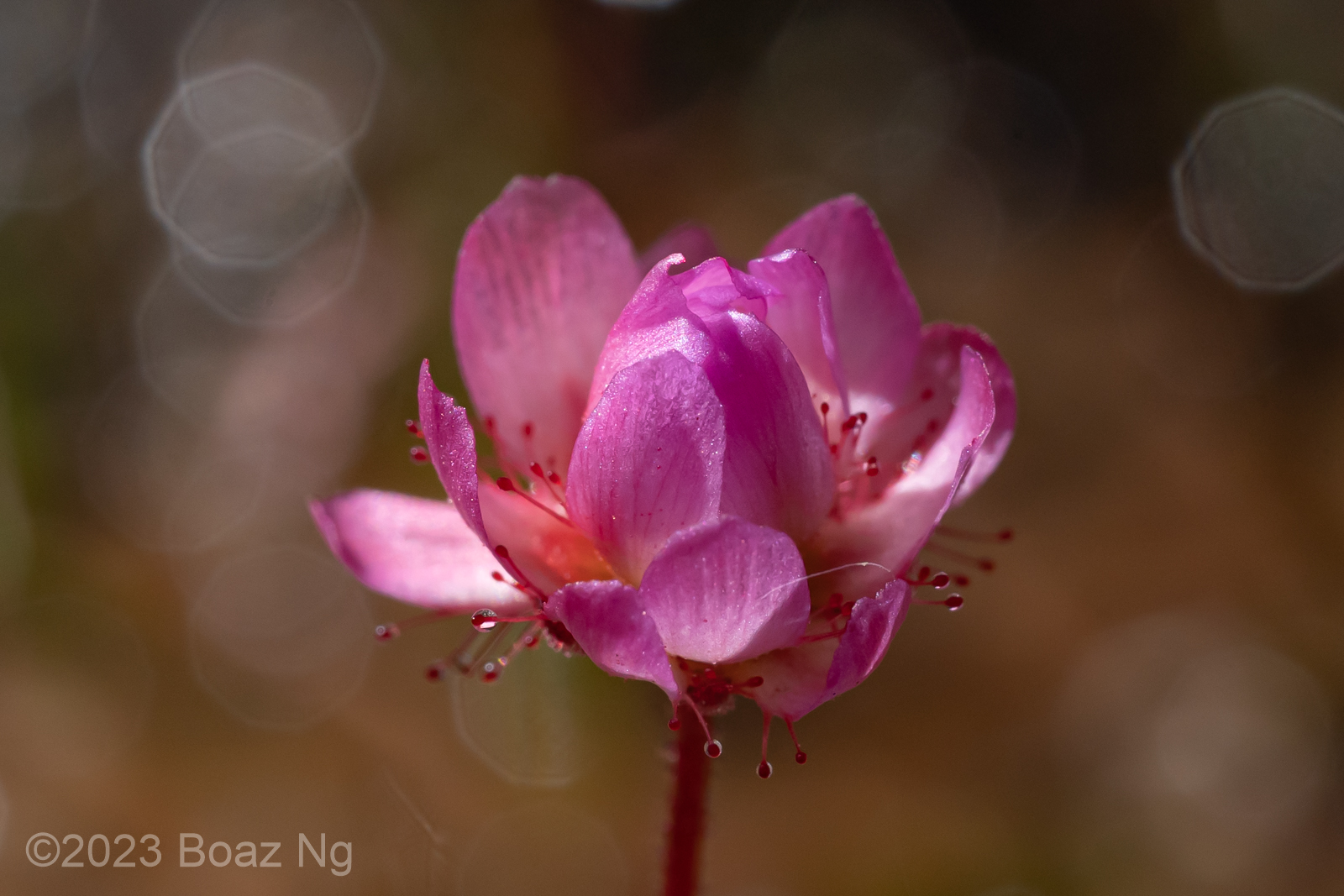 Drosera alba Species Profile - Fierce Flora