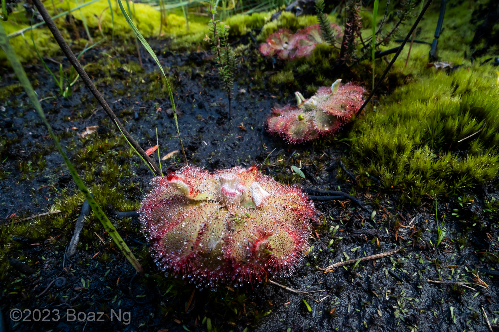Fierce Flora - Wild Carnivorous Plants