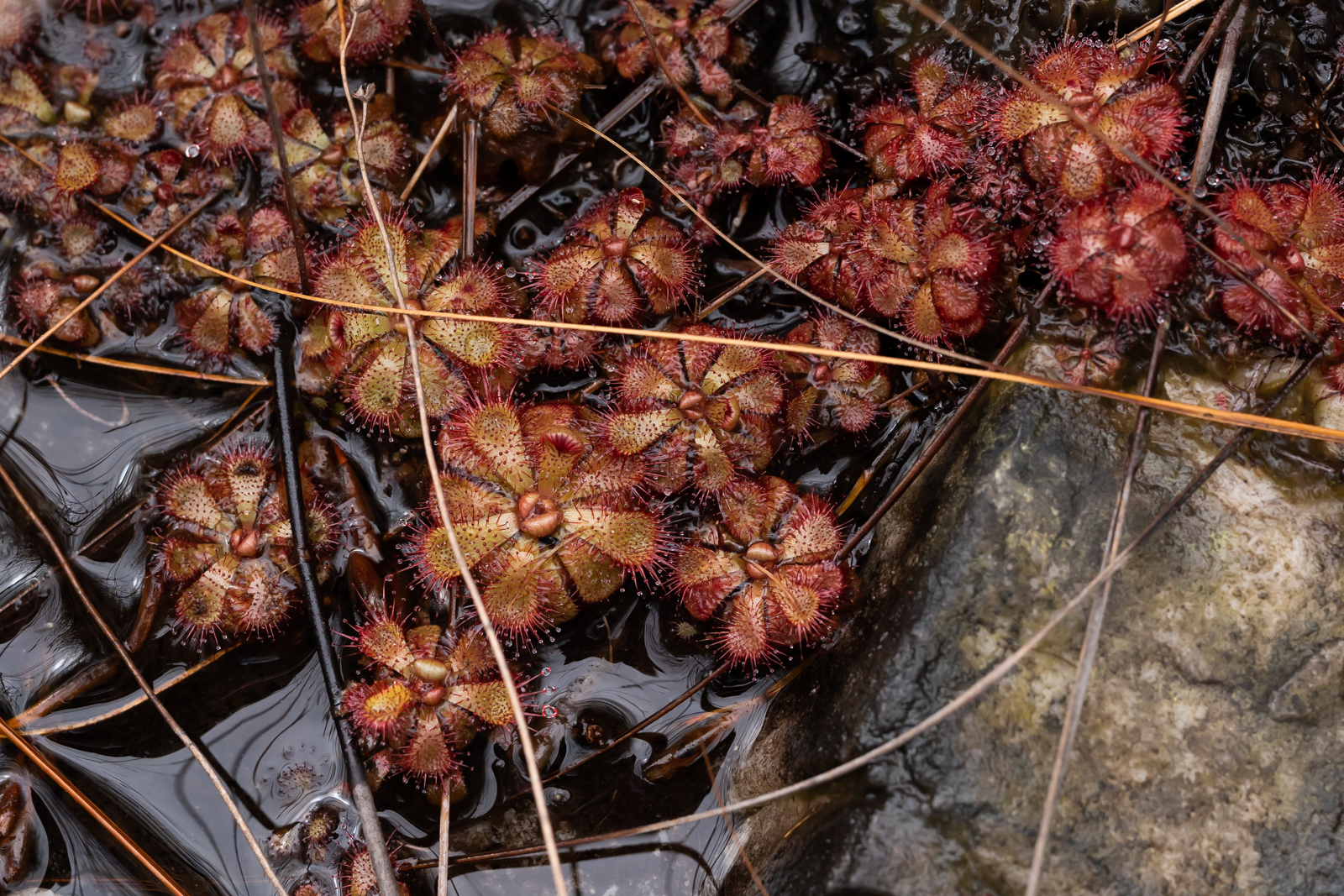 Drosera admirabilis Species Profile - Fierce Flora