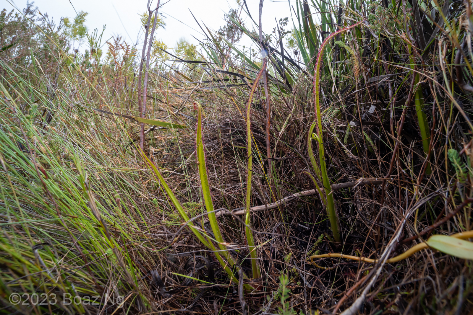 Drosera regia in the wild - Fierce Flora