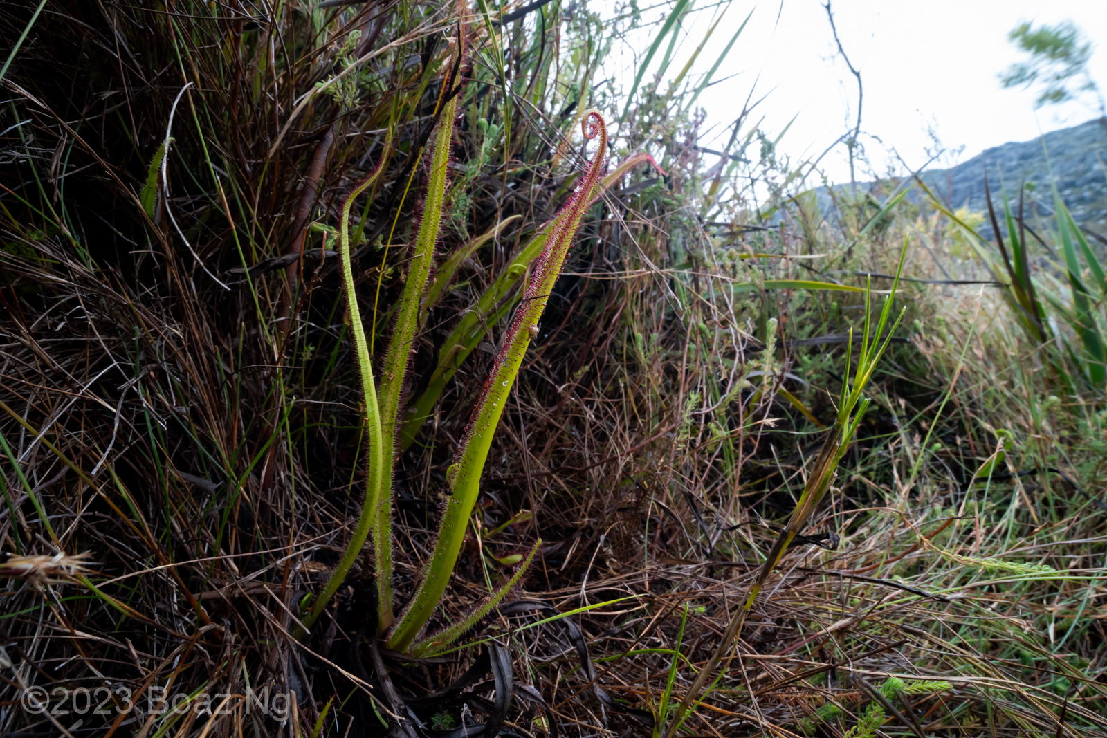 Drosera regia in the wild - Fierce Flora