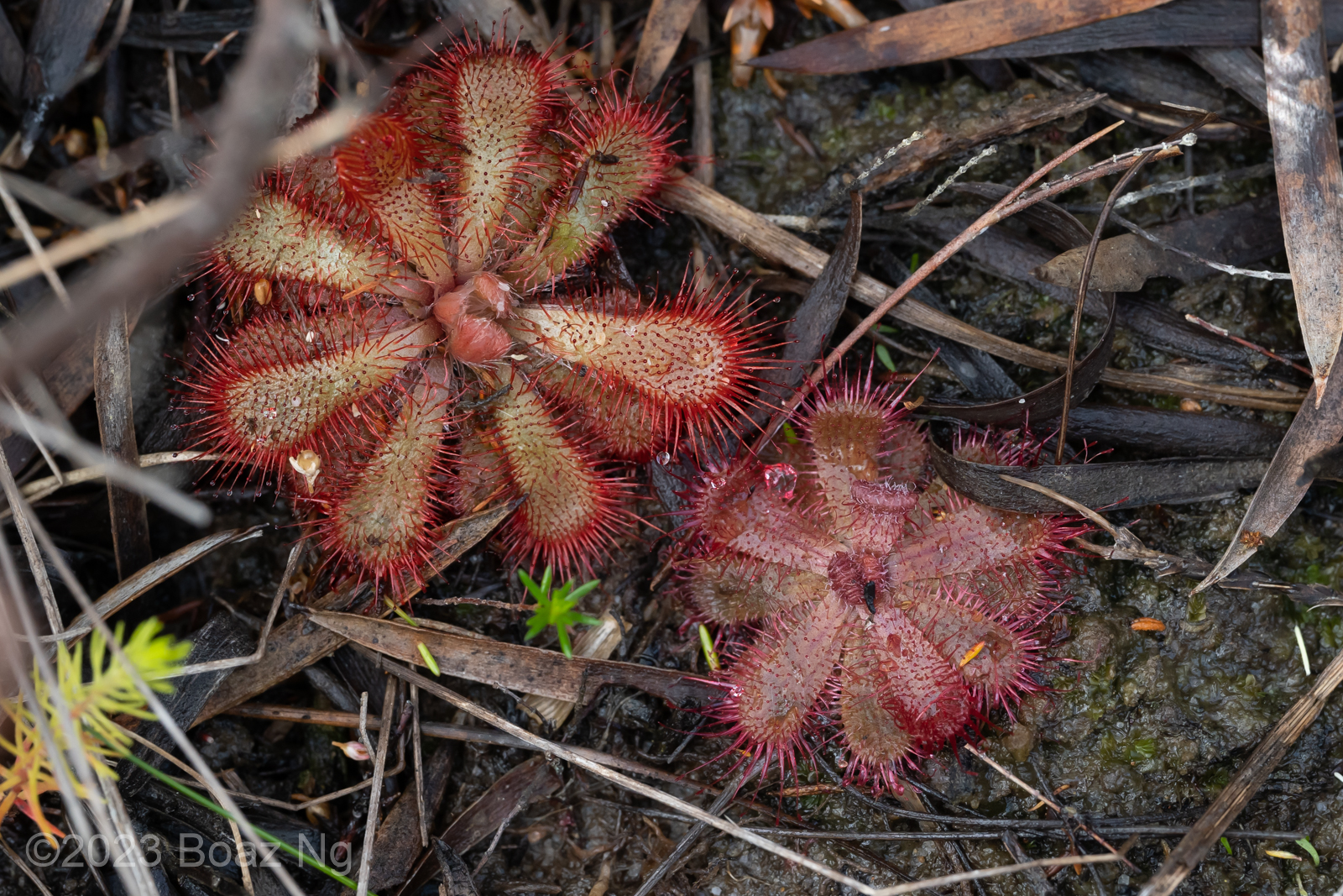 Drosera trinervia Species Profile - Fierce Flora