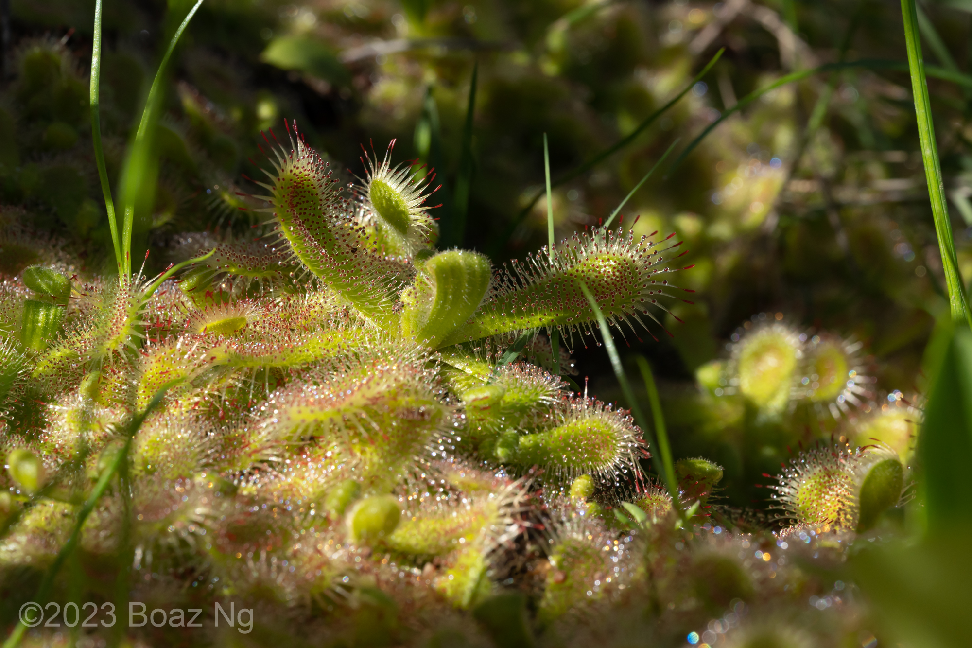 Drosera pauciflora Species Profile - Fierce Flora